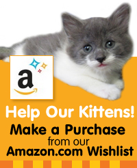 Kitten Associates | The New Breed of Cat Rescue